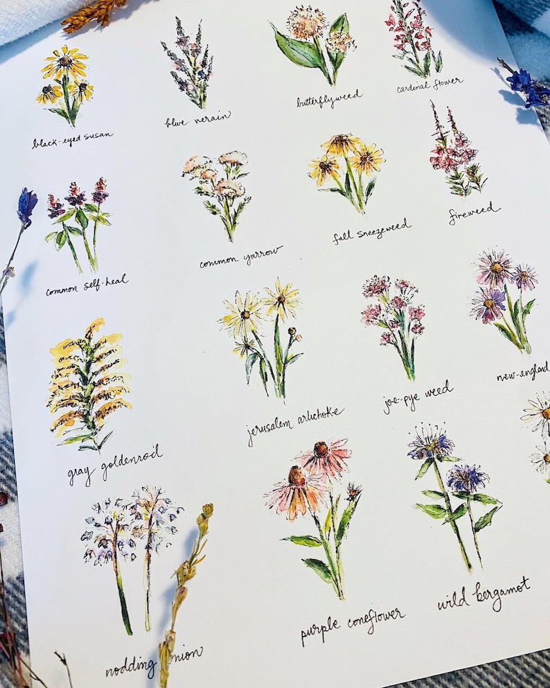 Labeled Watercolour Wildflower Print, Most Popular North American ...