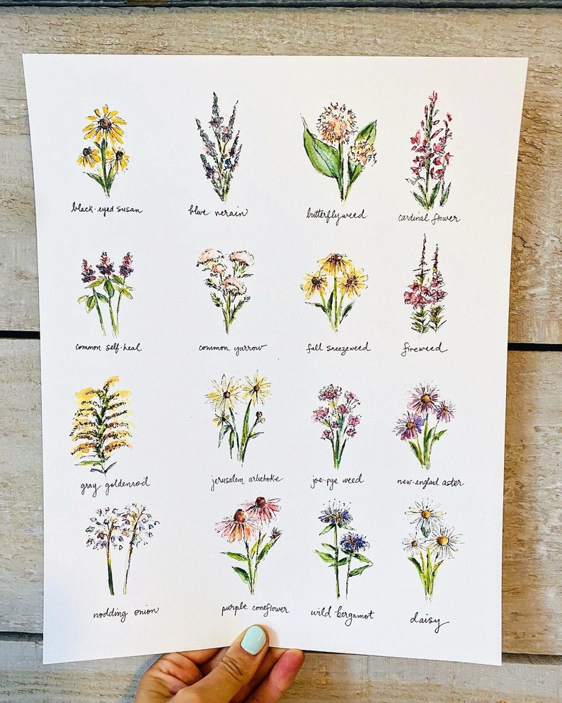 Labeled Watercolour Wildflower Print, Most Popular North American ...