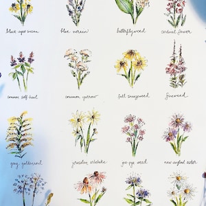 Labeled Watercolour Wildflower Print, Most Popular North American ...