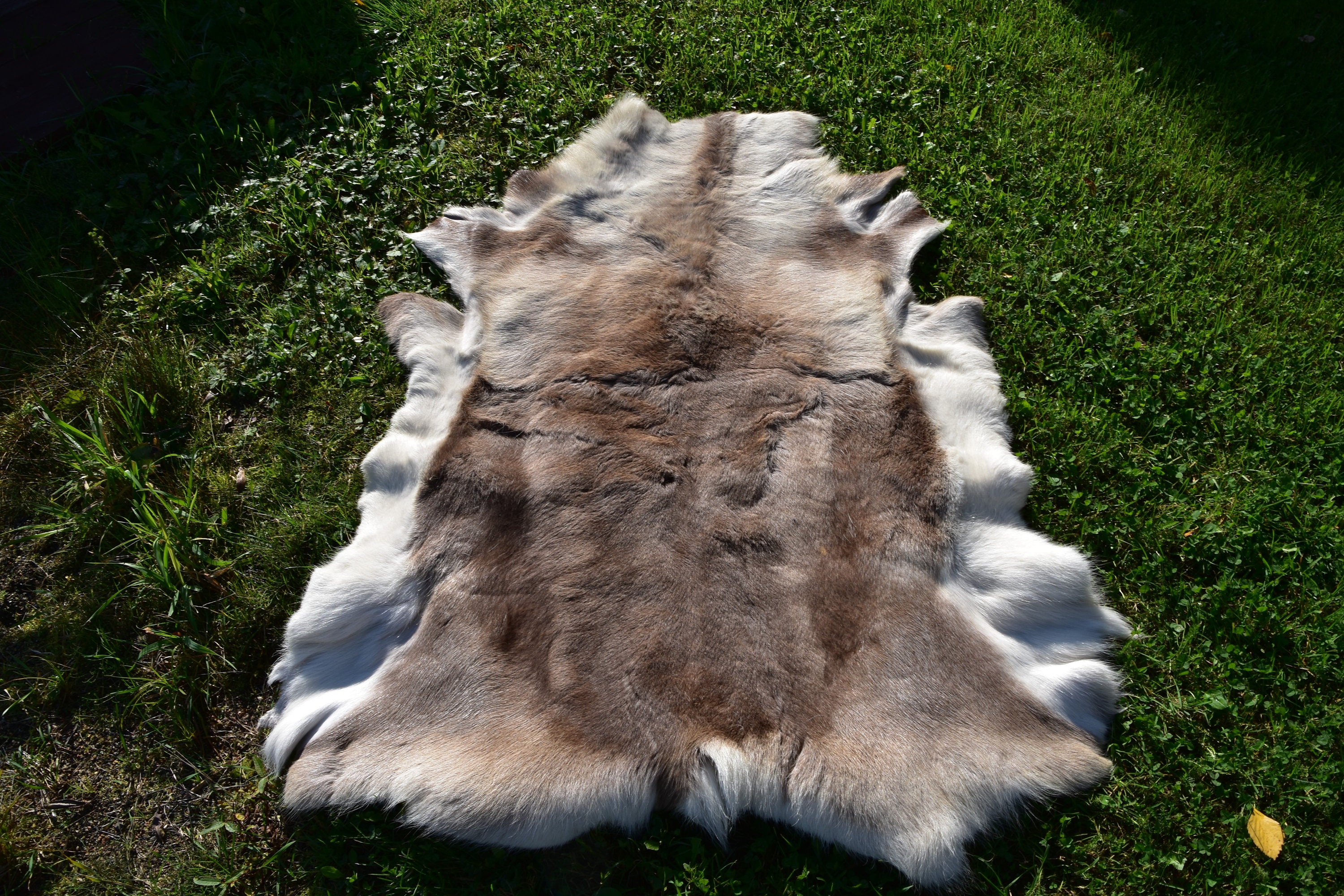 Reindeer Skin From Lapland 2 - Etsy UK