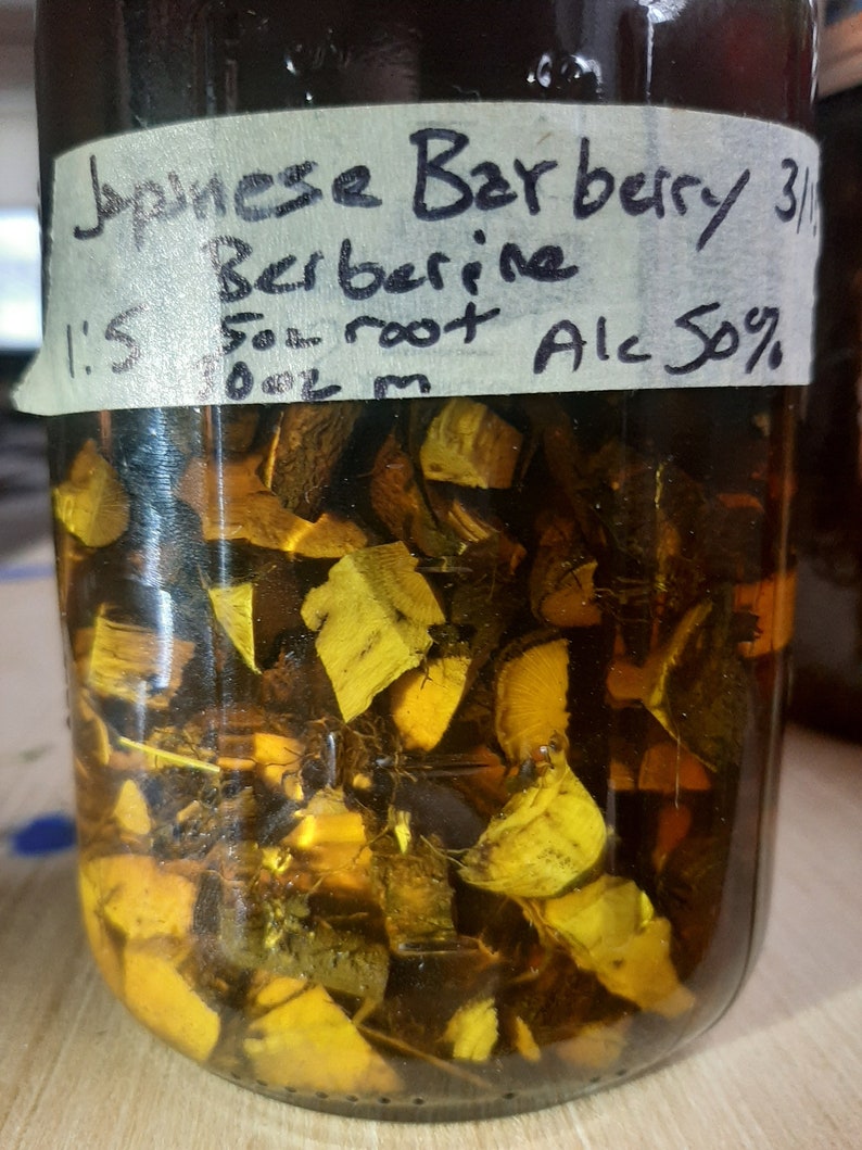 Japanese Barberry (berberis Thunbergii) Double-extract Tincture - Etsy