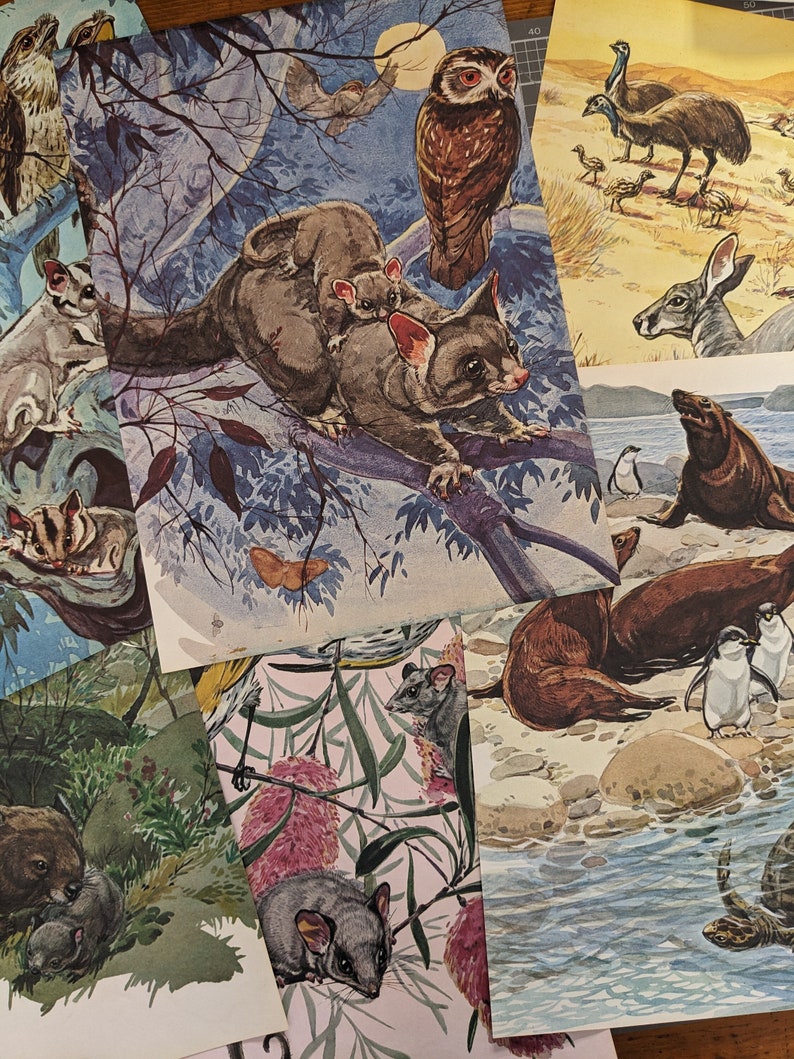 12 Piece Vintage Paper Pack, Native Australian Animals - Etsy