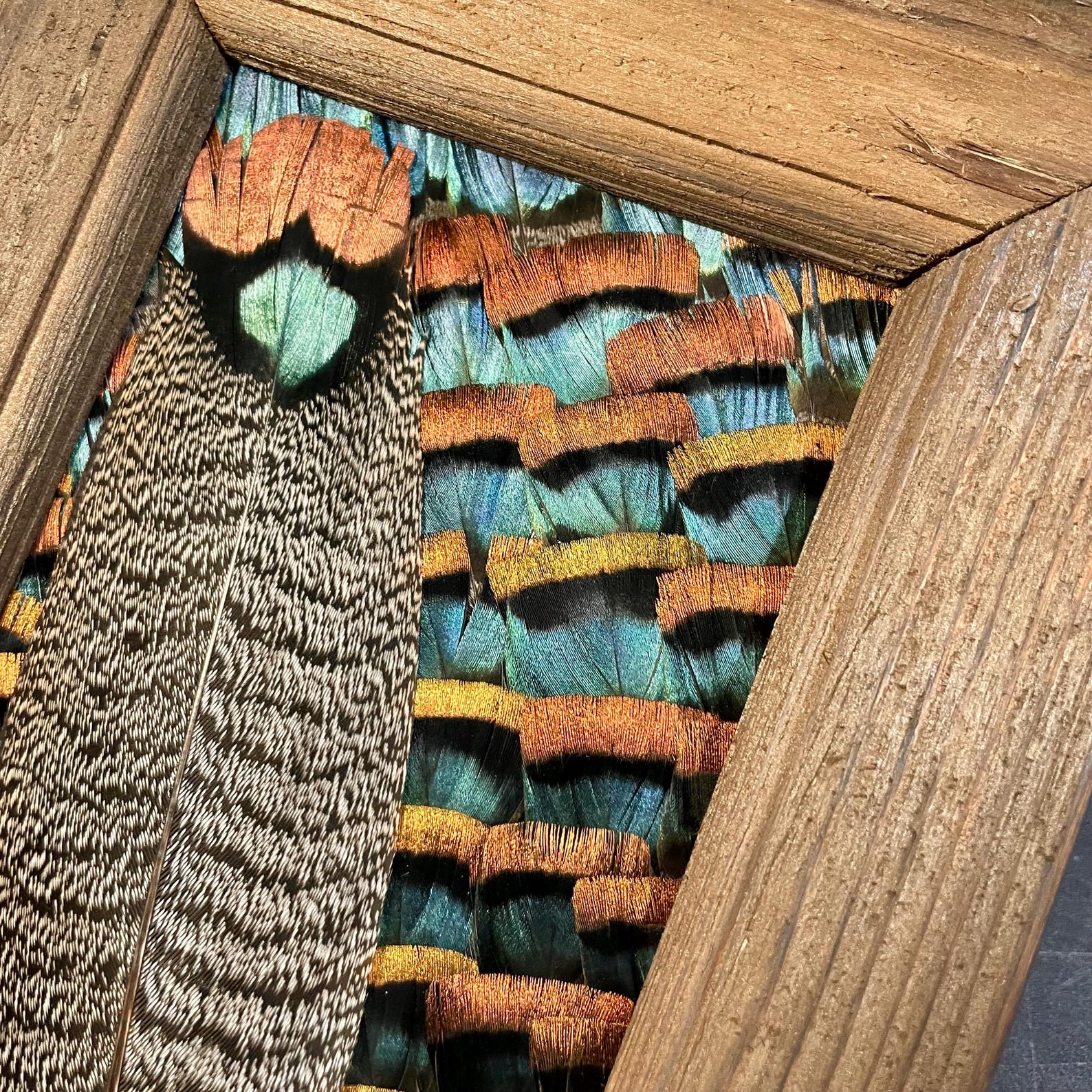14 X 7 Ocellated Turkey Feather Art - Etsy