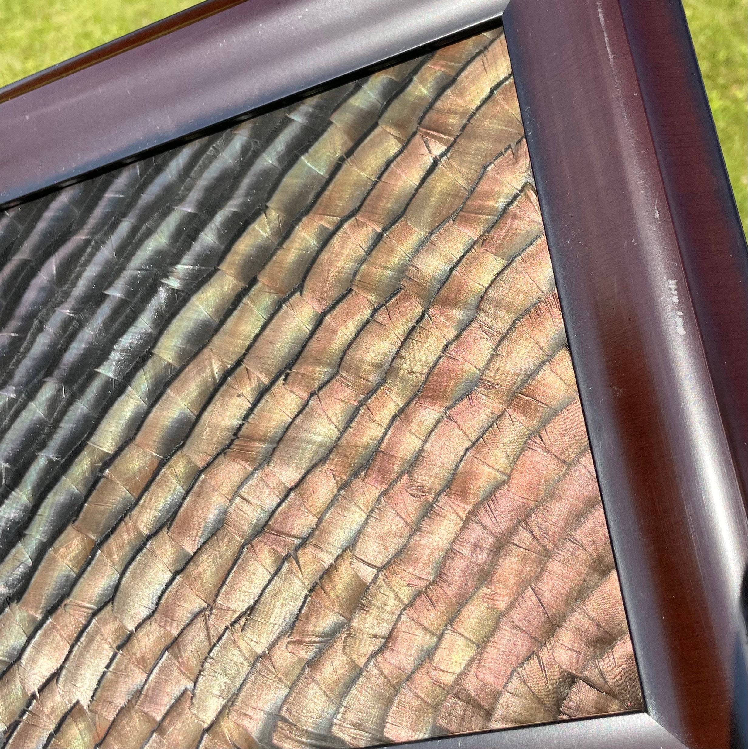 11” X 13” Wild Turkey Feather Art - Etsy