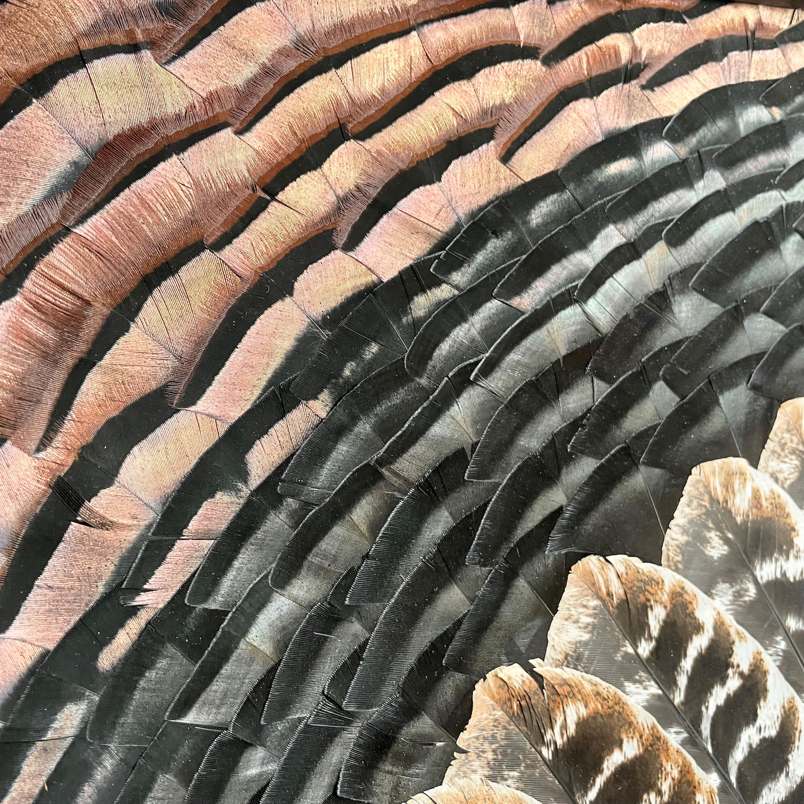 19 X 27 Wild Turkey Feather Art Wing Feathers - Etsy