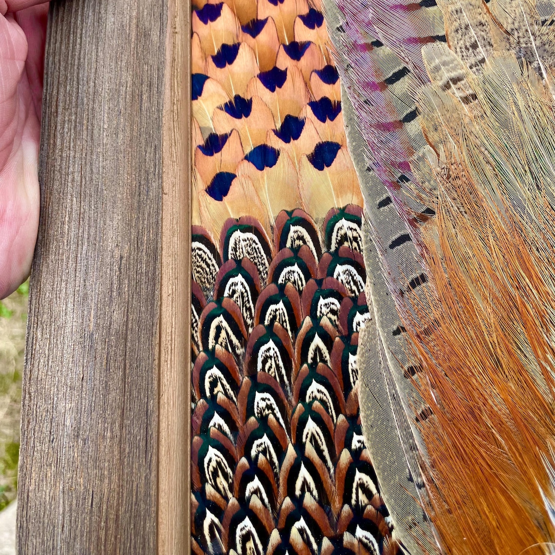 25” X 8” Pheasant Feather Art - Full Tail - Barnwood Frame - Etsy
