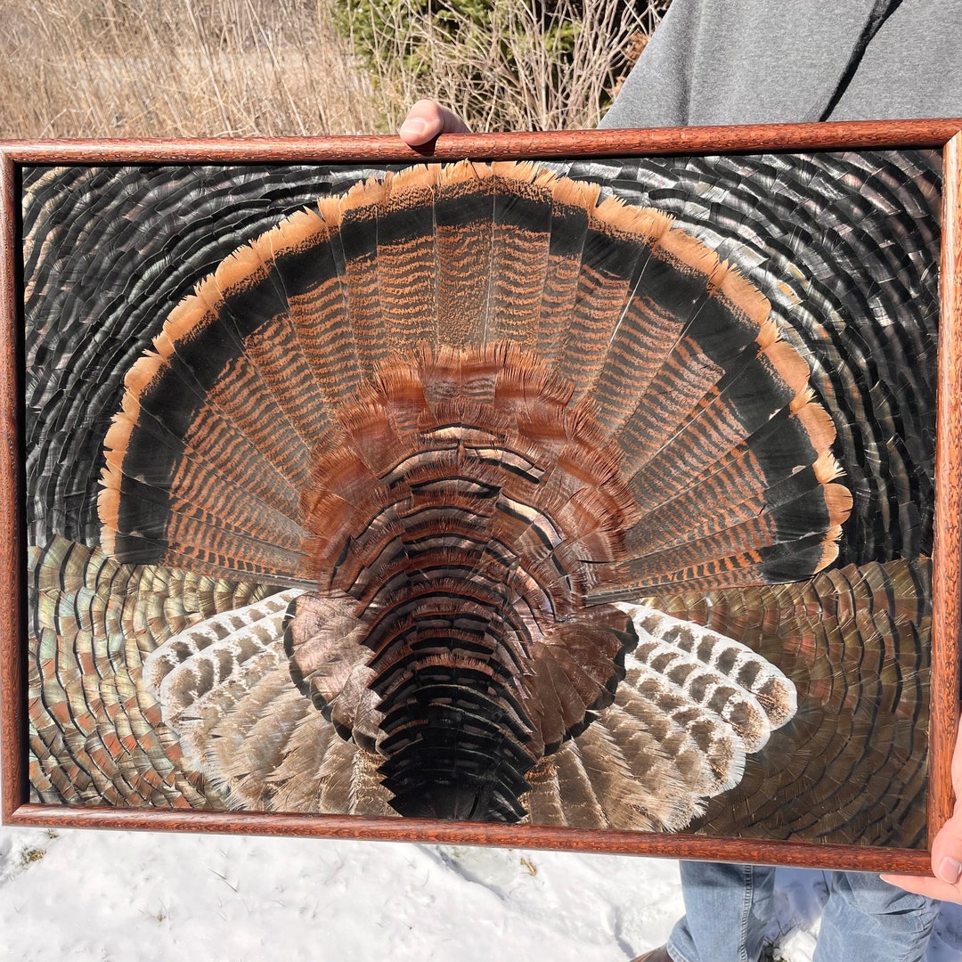 22 X 29 Feather Art Eastern Wild Turkey - Etsy