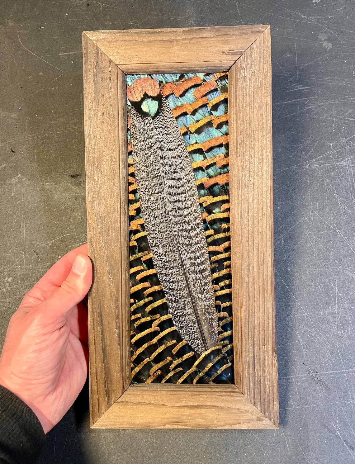 14 X 7 Ocellated Turkey Feather Art - Etsy