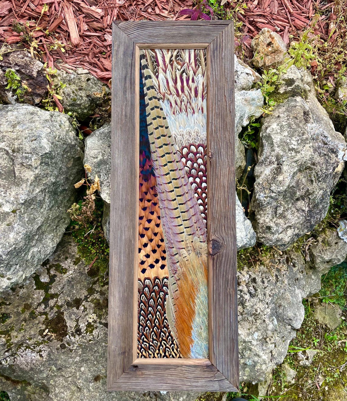 25” X 8” Pheasant Feather Art - Full Tail - Barnwood Frame - Etsy