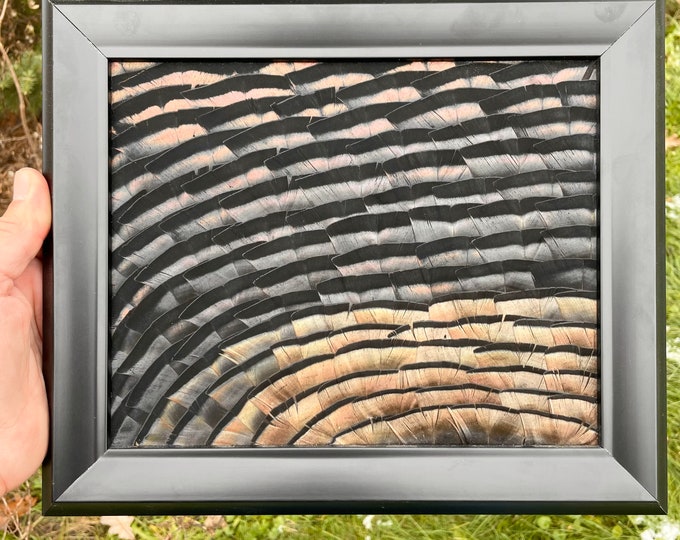 10”x 13” Wild Turkey Feather Art Black Frame - Etsy