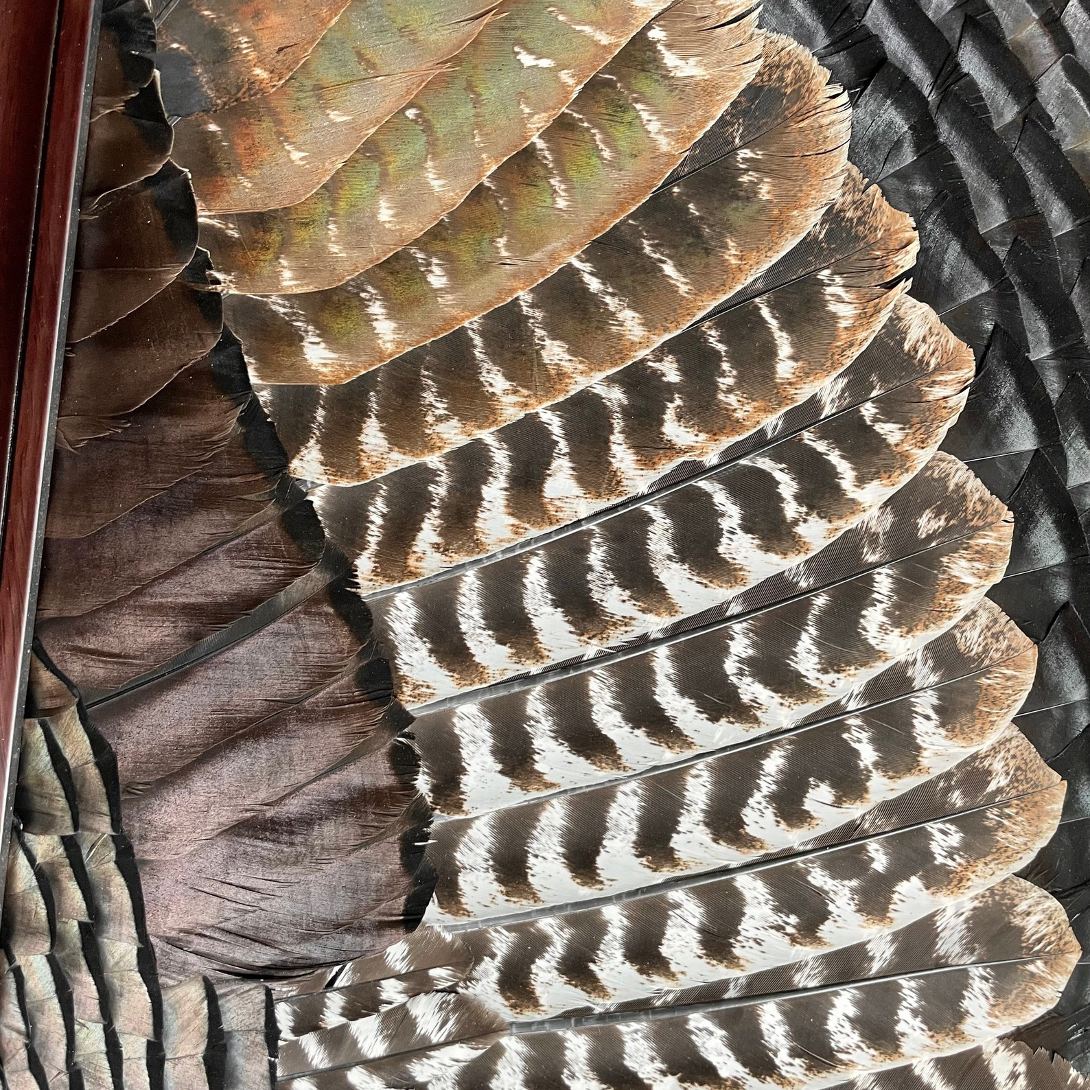 19 X 27 Wild Turkey Feather Art Wing Feathers - Etsy