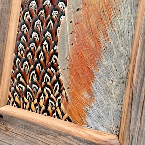 25” X 8” Pheasant Feather Art - Full Tail - Barnwood Frame - Etsy