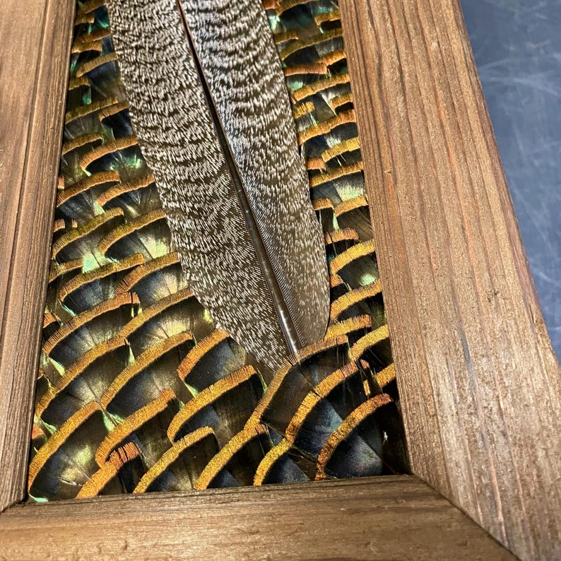 14 X 7 Ocellated Turkey Feather Art - Etsy