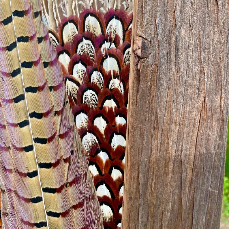 25” X 8” Pheasant Feather Art - Full Tail - Barnwood Frame - Etsy