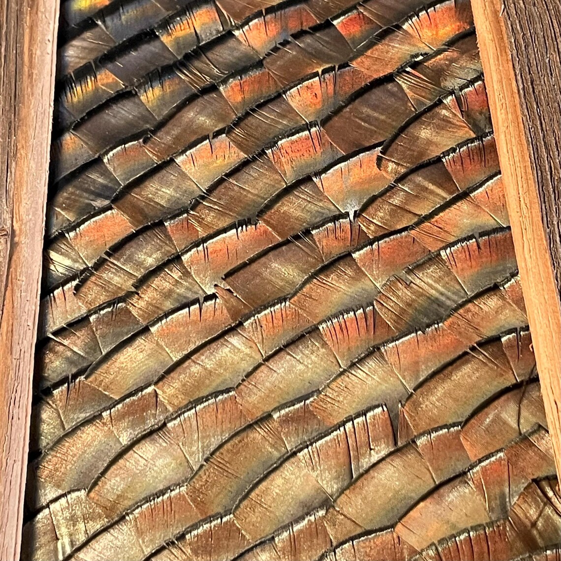 9 X 26 Wild Turkey Feather Art - Etsy