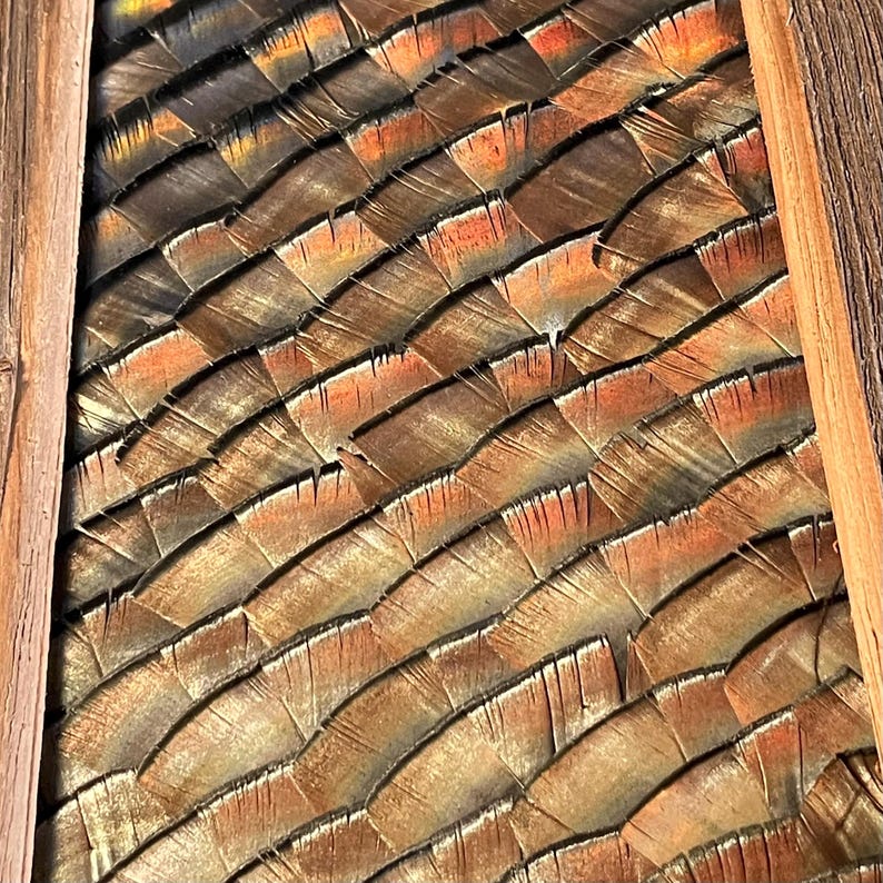 9 X 26 Wild Turkey Feather Art - Etsy
