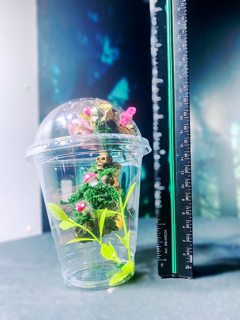 Jumping Spider Enclosures With Mushrooms and Cork Bark - Etsy