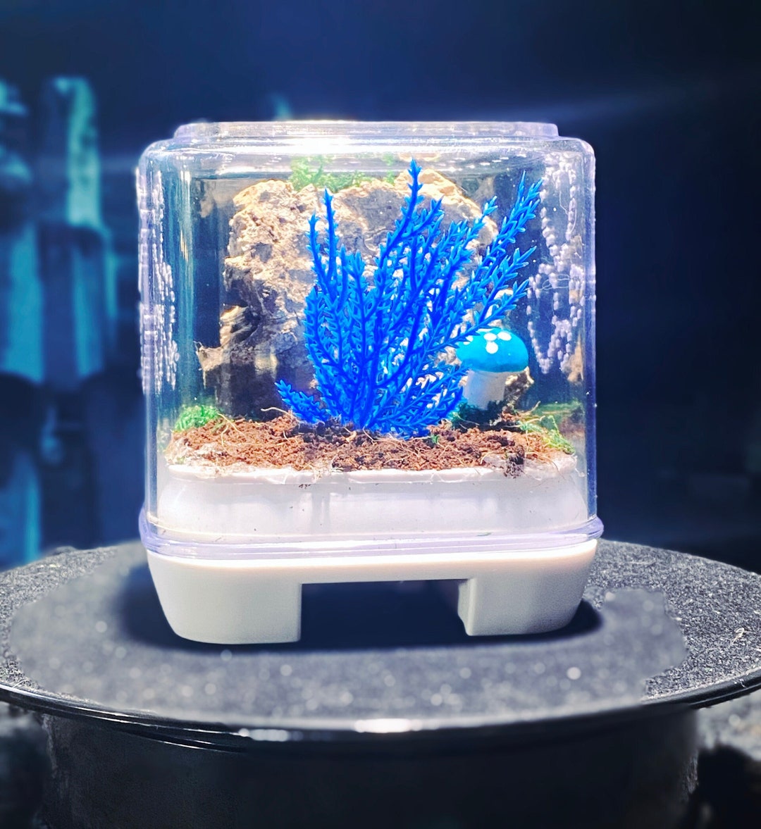 Jumping Spider Enclosure Blue 4x4, Cork Bark & All Natural Green Moss ...