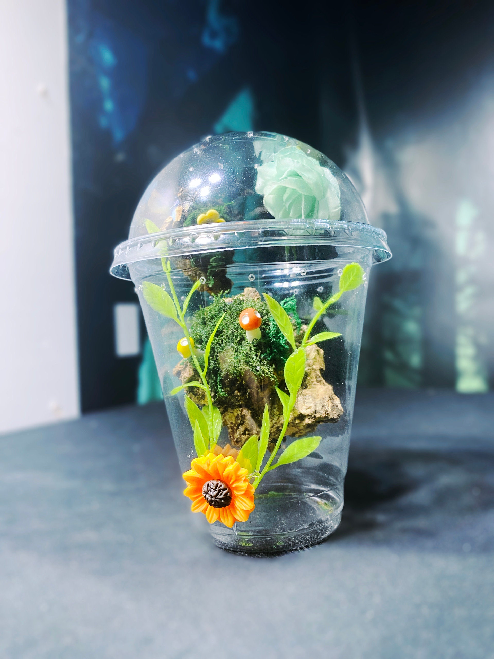 Jumping Spider Enclosures With Mushrooms and Cork Bark - Etsy