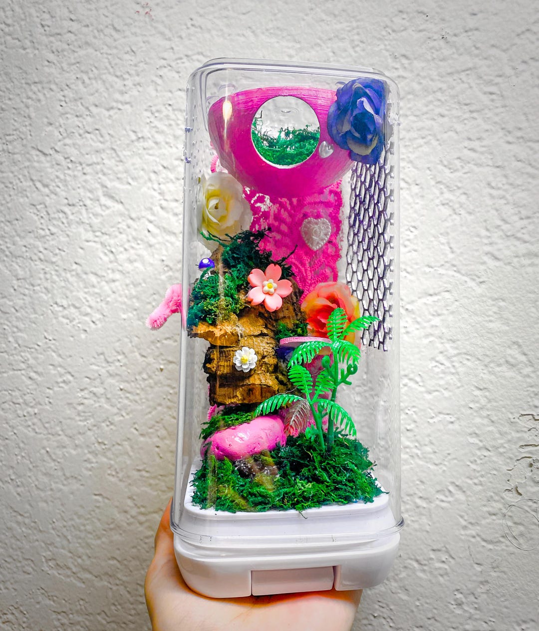 Jumping Spider Enclosure, Regal Jumping Spider Enclosure, Regal ...