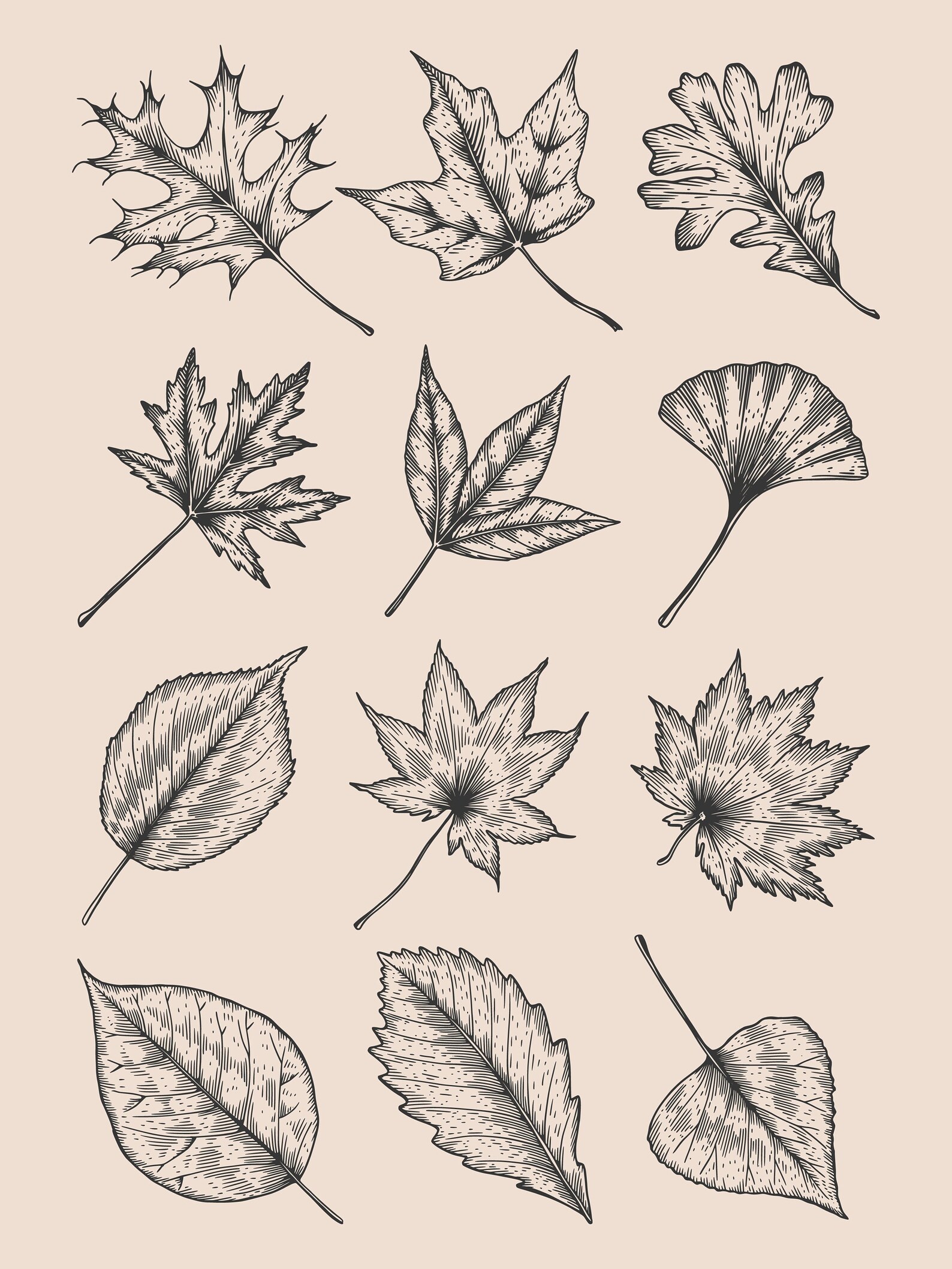 Hand Drawn Autumn Leaves Engraving Style Collection - Etsy