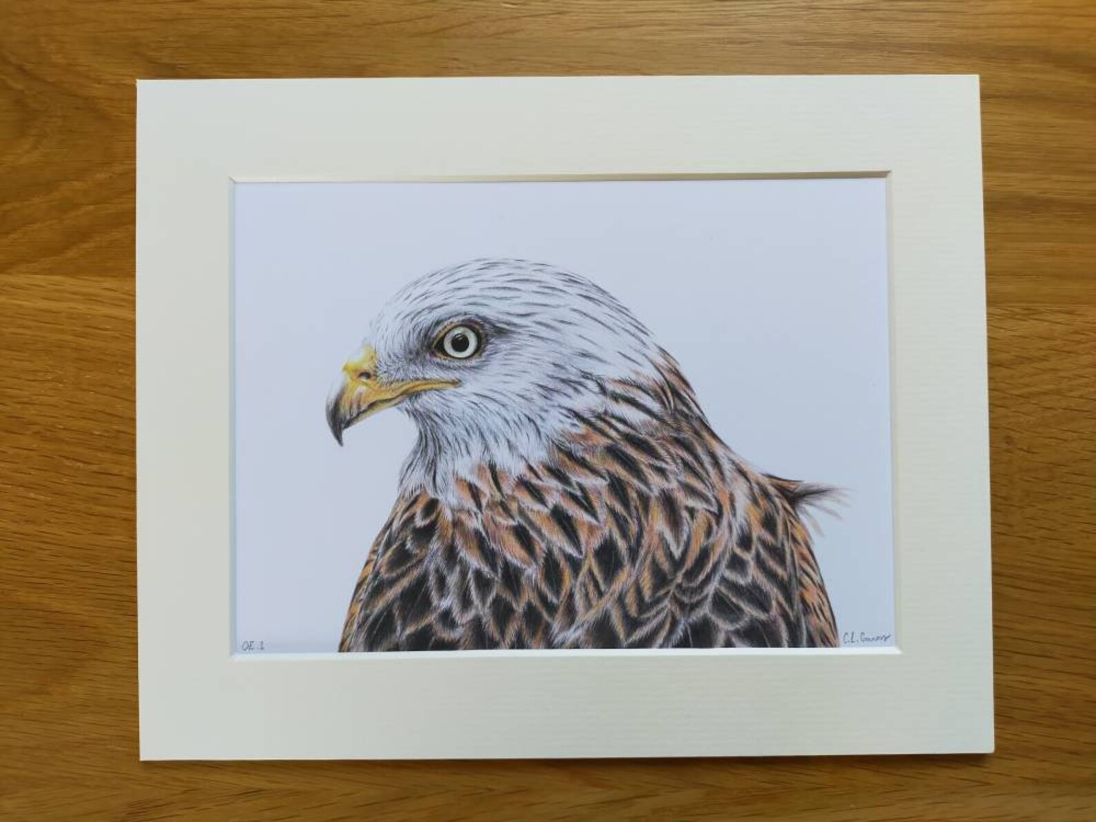 Red Kite Art Bird Portrait Bird of Prey Mounted Art Print Wildlife ...