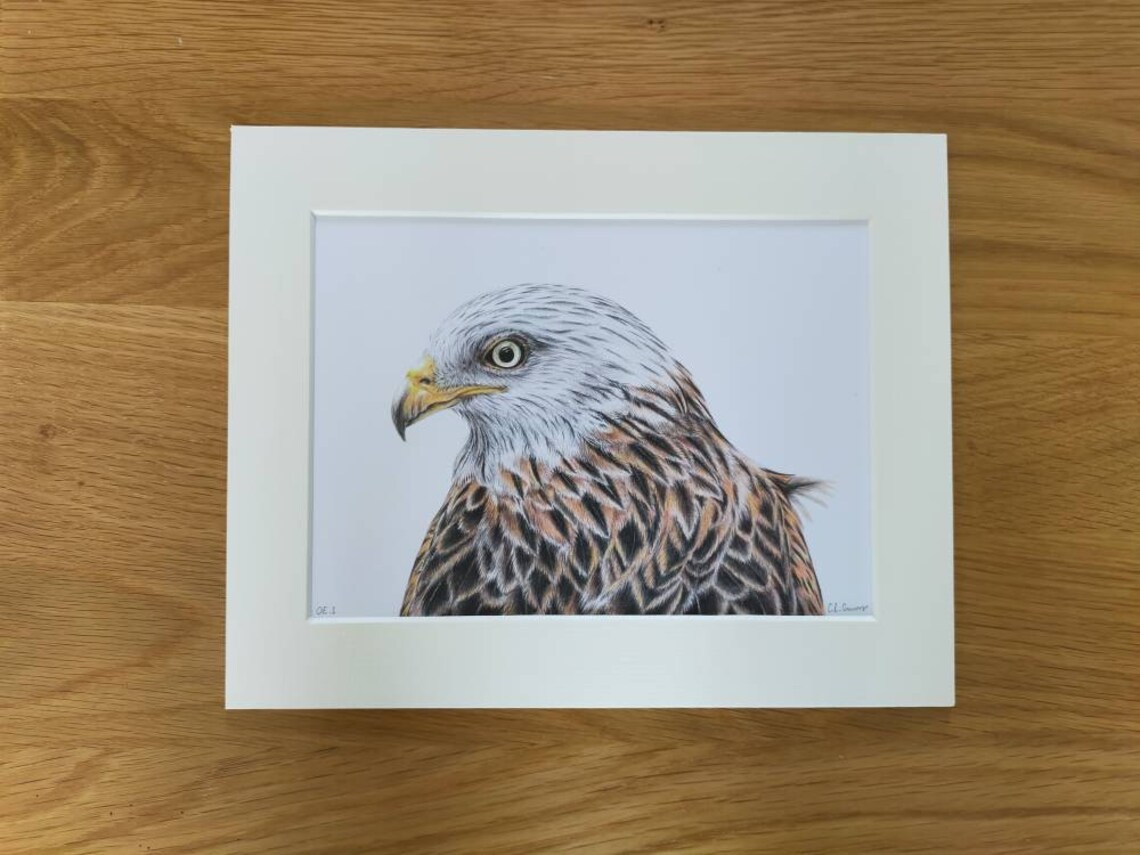 Red Kite Art - Bird Portrait - Bird of Prey - Mounted Art Print ...