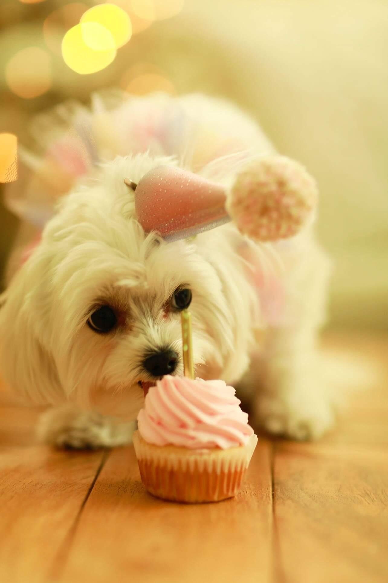 Pet Party Hat Pink Partyhatmini Party Hat Birthday Pey Hat - Etsy