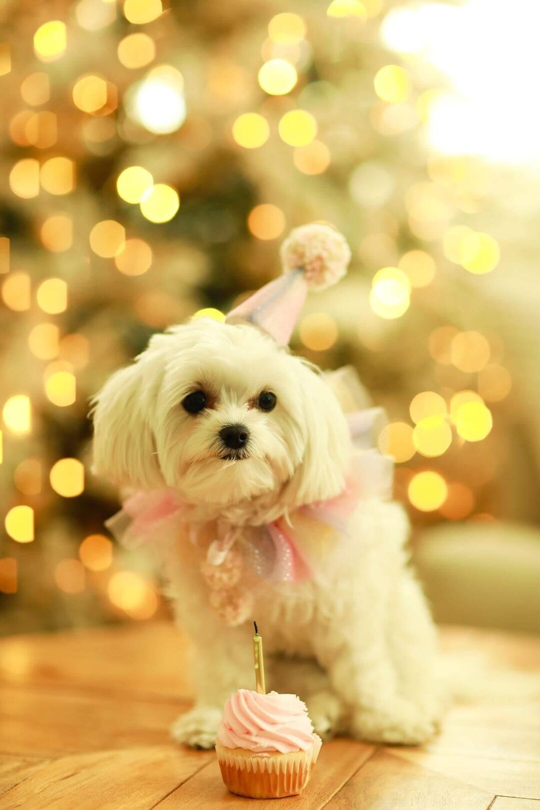 Pet Party Hat, Pink Partyhat,mini Party Hat, Birthday Pey Hat, First ...