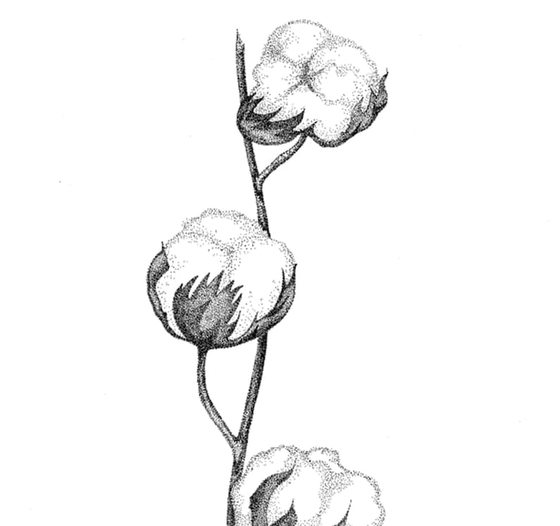 Gray Cotton Boll Drawings Set of 3 Prints for Bedroom Wall - Etsy