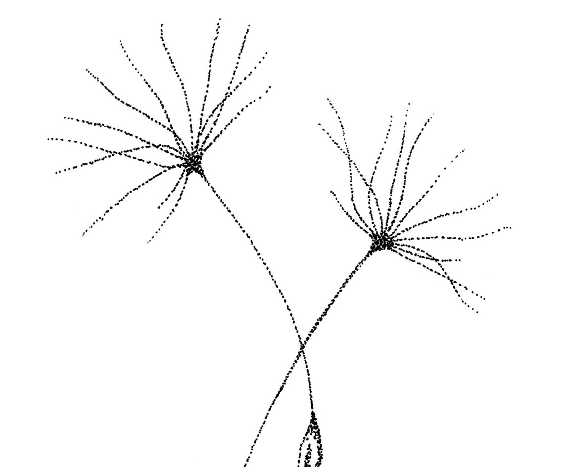 Printable Dandelion Art Set of 3 Prints Monochrome Floral | Etsy