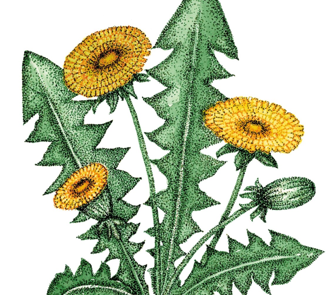 Vintage Dandelion Print Farmhouse Floral Wall Art Medicinal - Etsy