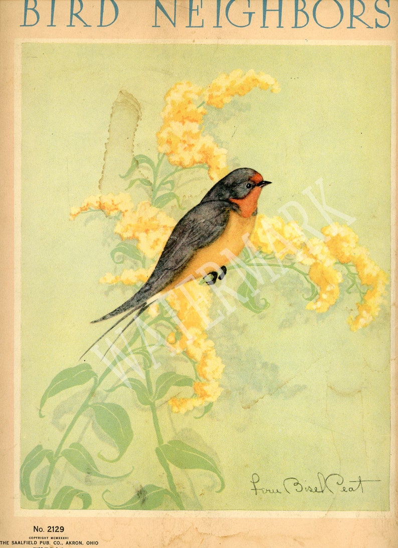 Bird Illustrations Fern Bisel Peat Cardinal Blue Jay Wren Bobolink ...