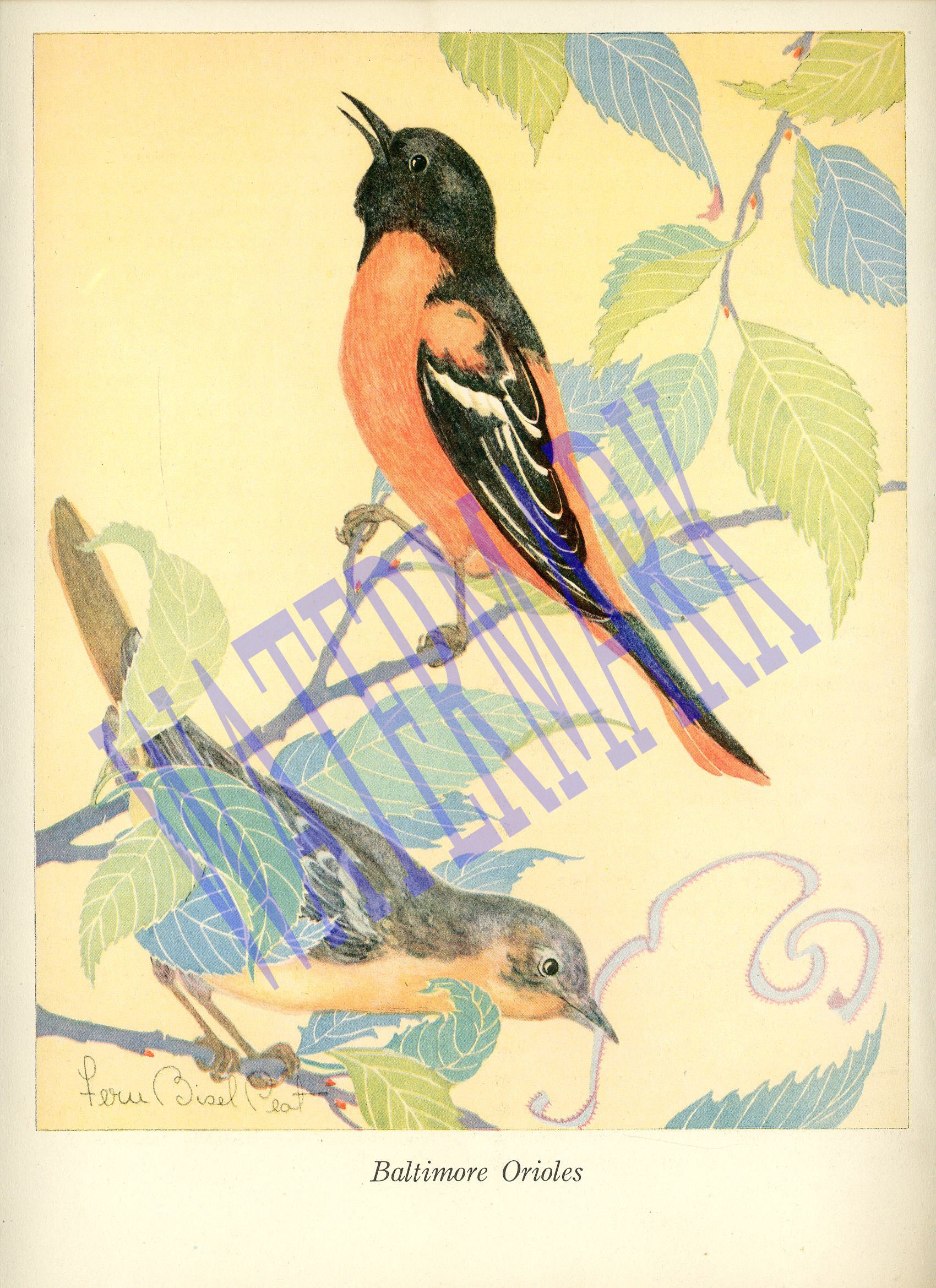 Bird Illustrations Fern Bisel Peat Cardinal Blue Jay Wren Bobolink ...
