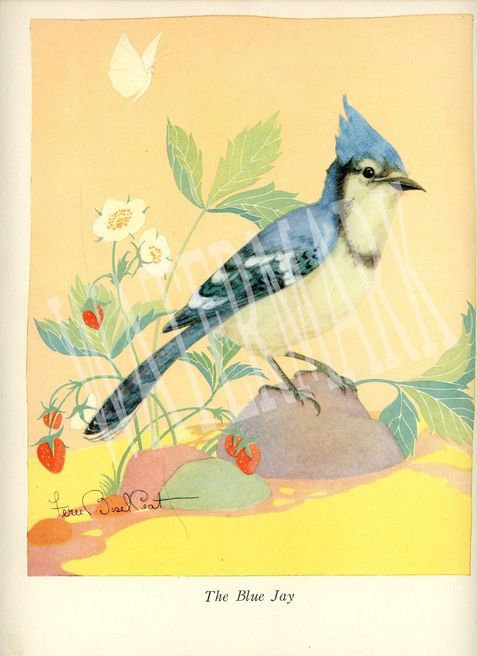 Bird Illustrations Fern Bisel Peat Cardinal Blue Jay Wren Bobolink ...