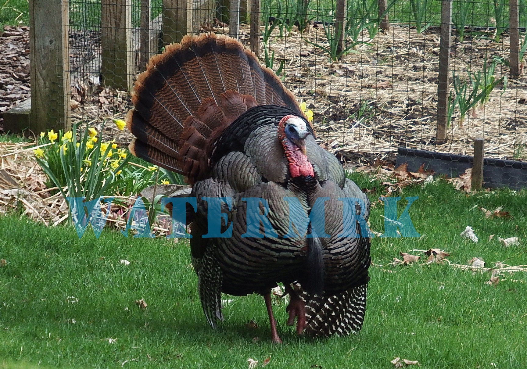 Wild Turkey Big Tom Gobbler Leyendecker Illustration Thanksgiving - Etsy