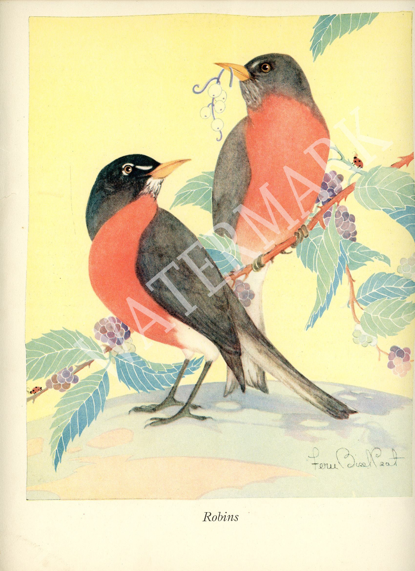 Bird Illustrations Fern Bisel Peat Cardinal Blue Jay Wren Bobolink ...