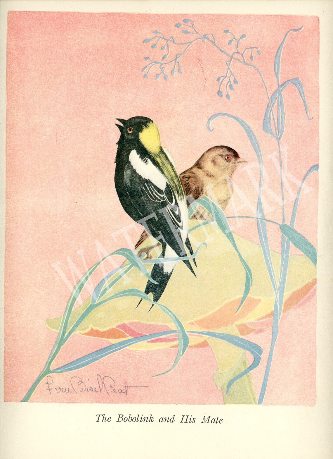 Bird Illustrations Fern Bisel Peat Cardinal Blue Jay Wren Bobolink ...