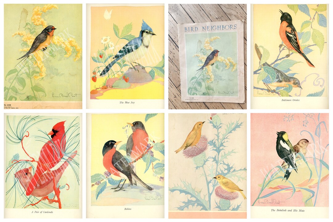 Bird Illustrations Fern Bisel Peat Cardinal Blue Jay Wren Bobolink ...