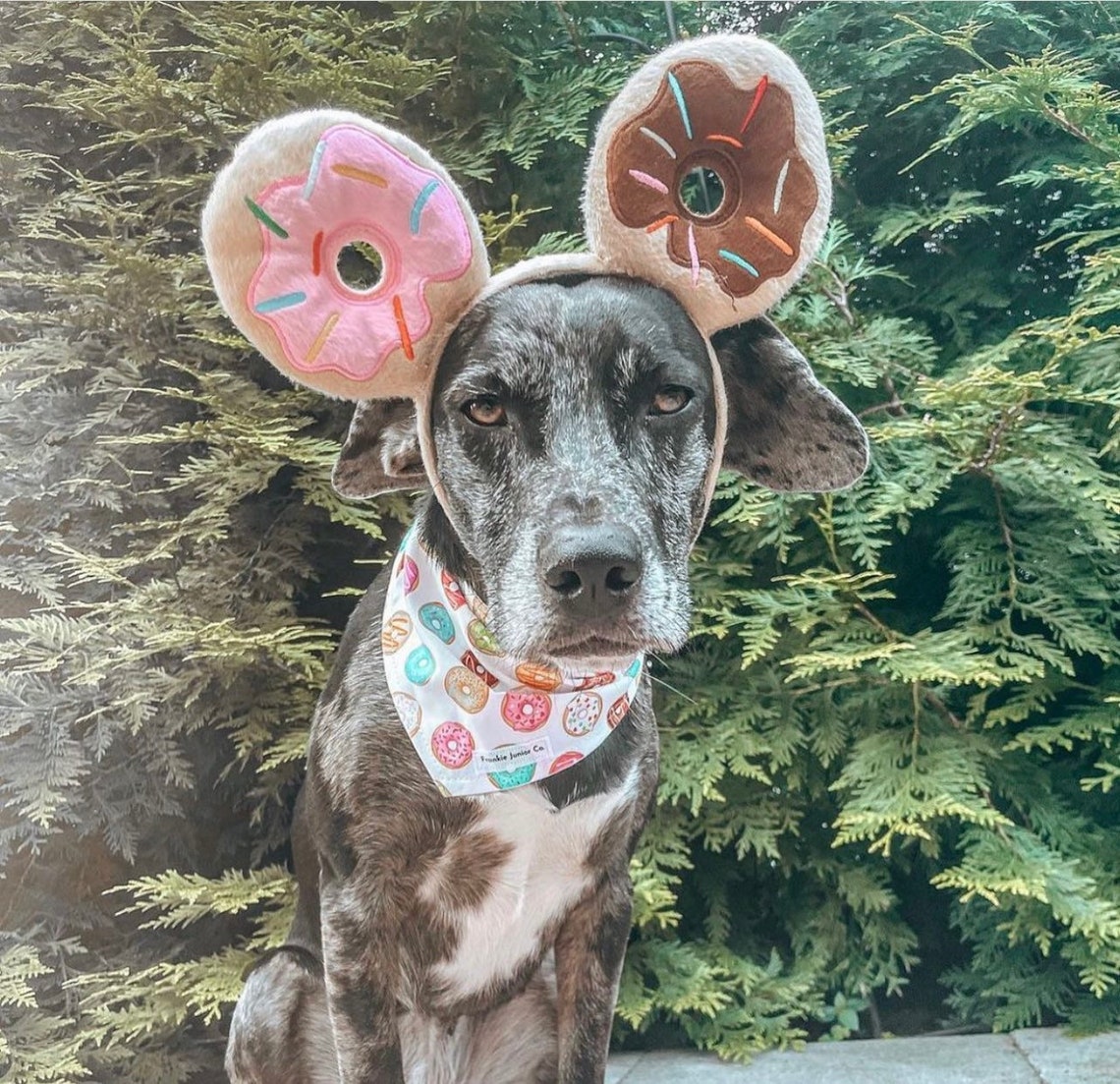 Handmade Snap-on Dog Bandana I Donut Do Mondays - Etsy