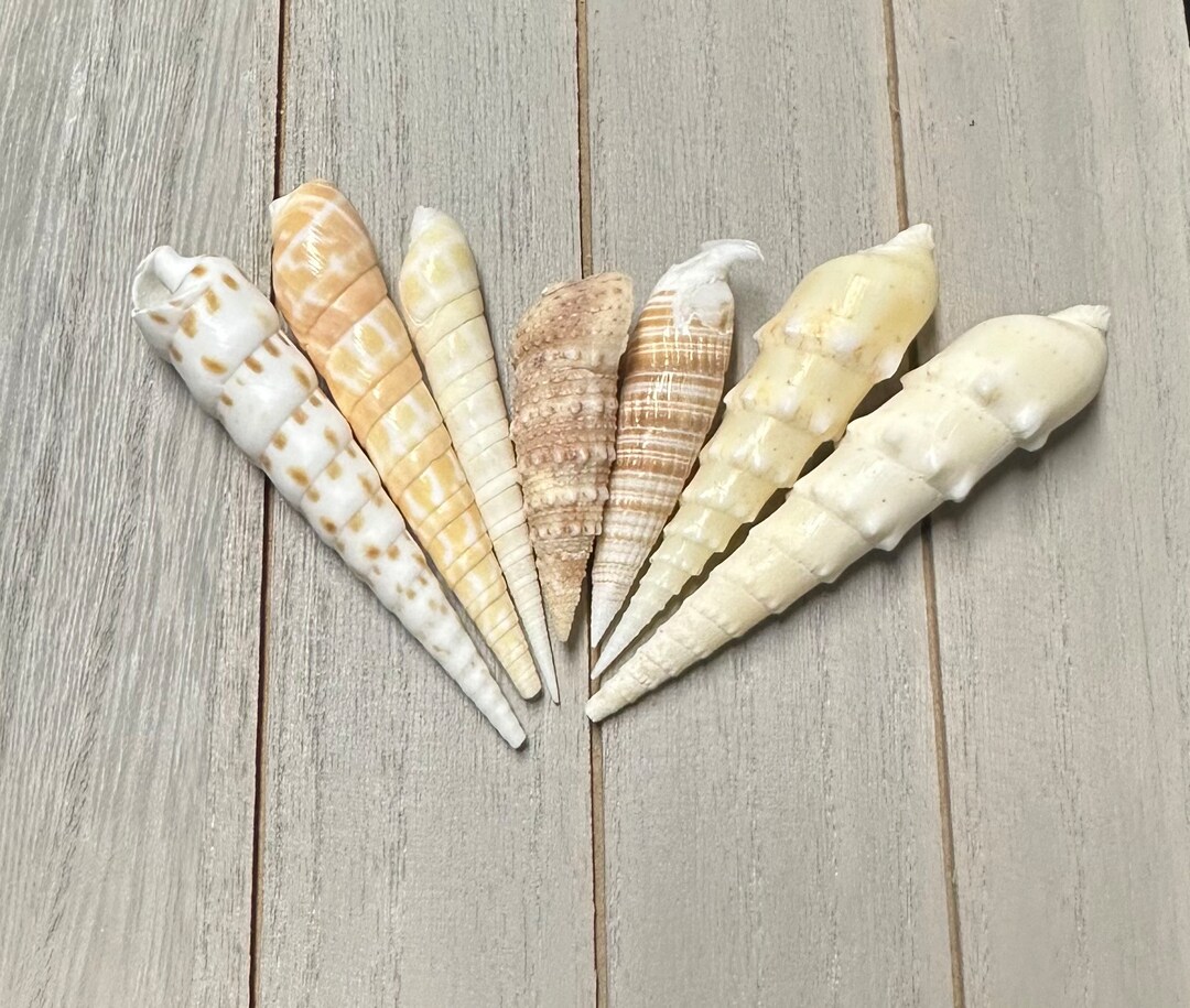 Turitella Shells (set of 5 Shells) - Etsy