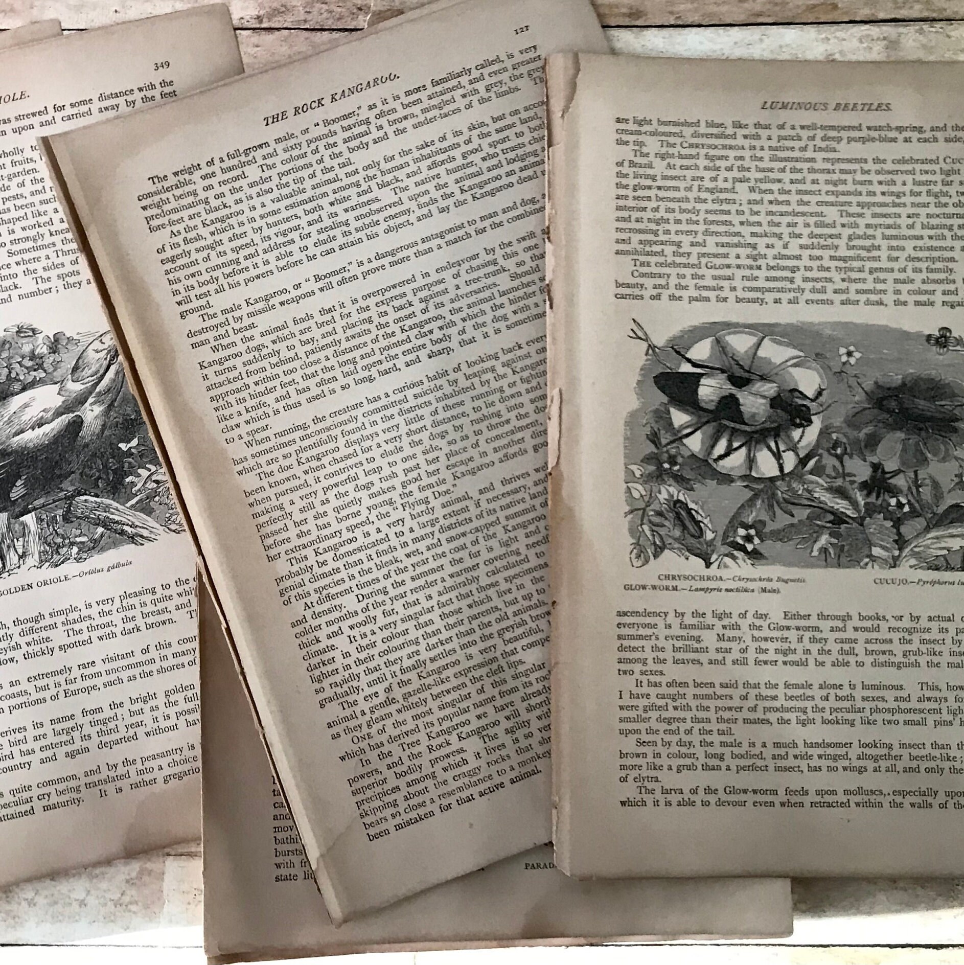 Antique Book Pages From the New Illustrated Natural History by JG Wood ...