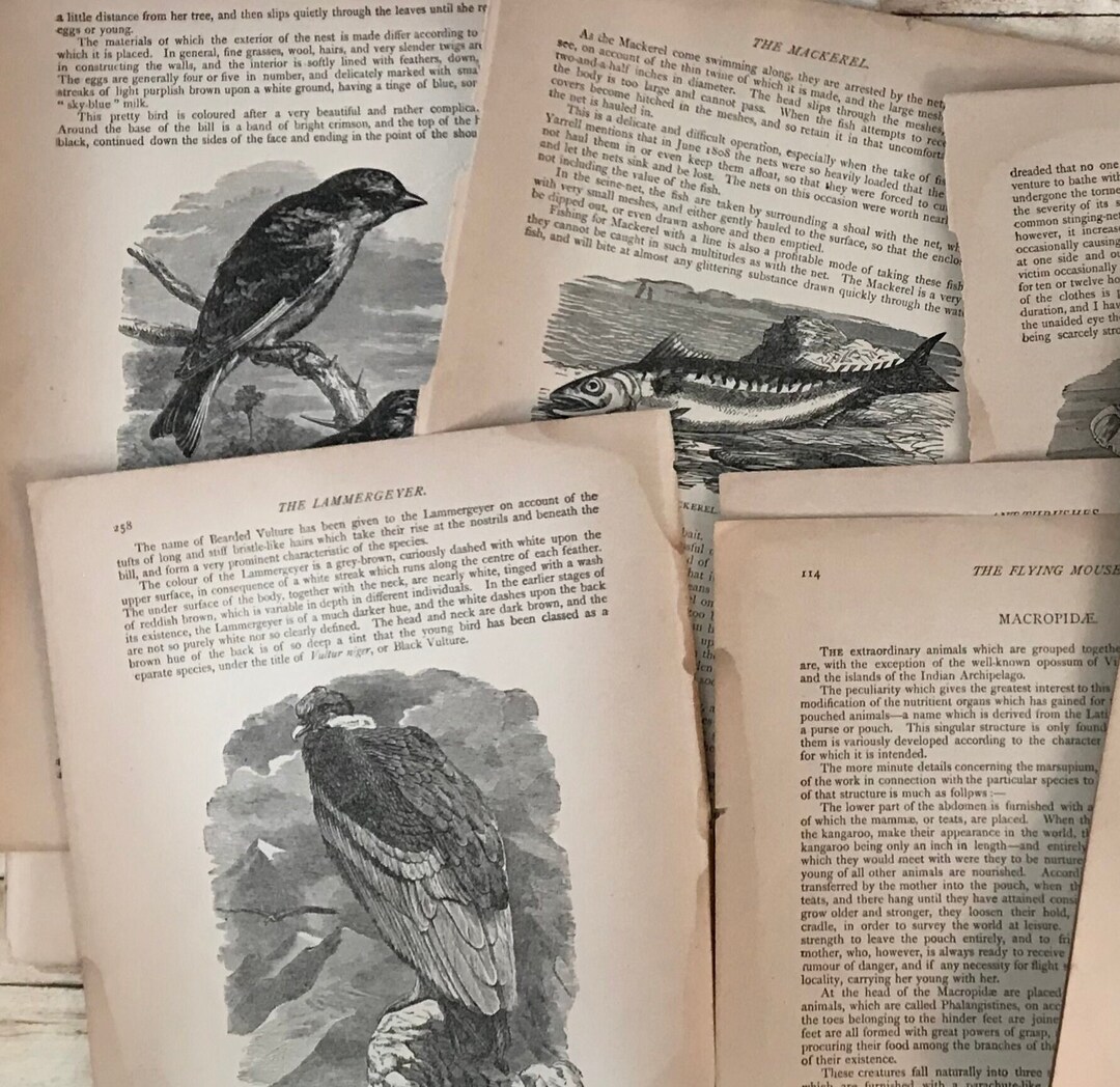 Antique Book Pages From the New Illustrated Natural History by JG Wood ...