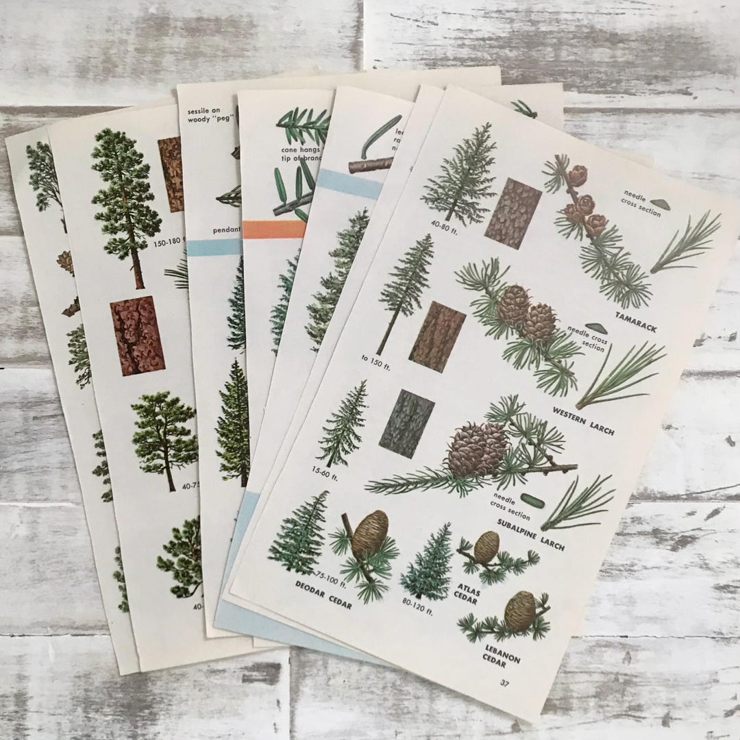 Seven (7) Vintage Pine Tree Book Pages Featuring All Types of Pines and ...