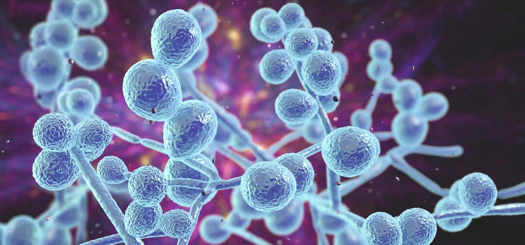 Candida – the Stubborn Yeast Fungus - Etsy