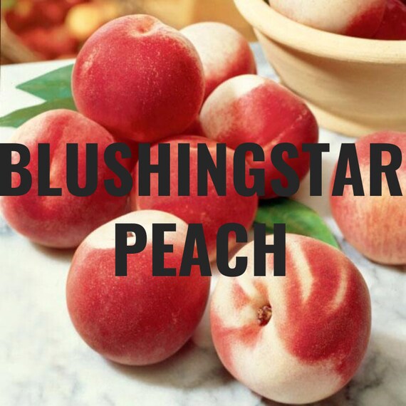 3 Blushingstar PEACH Fruit Tree Cutting Rooting Grafting Scion | Etsy
