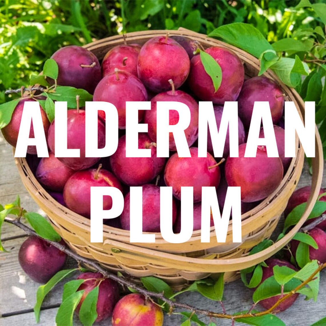 3 ALDERMAN Plum Fruit Tree Cutting Rooting Grafting Scion | Etsy