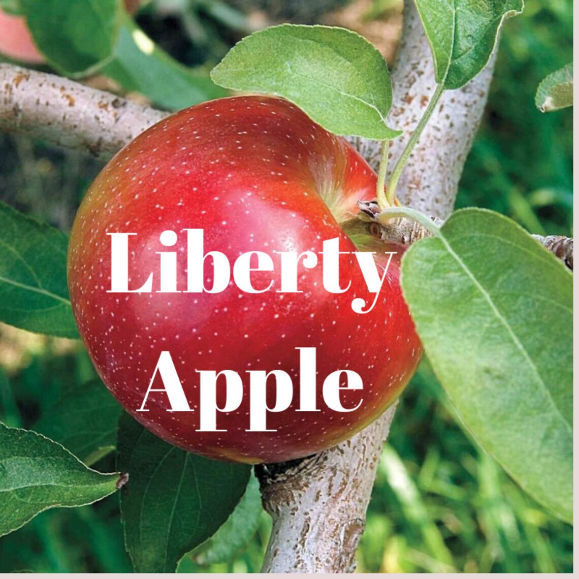 3 LIBERTY Apple Fruit Tree Cutting Rooting Grafting Scion Wood | Etsy