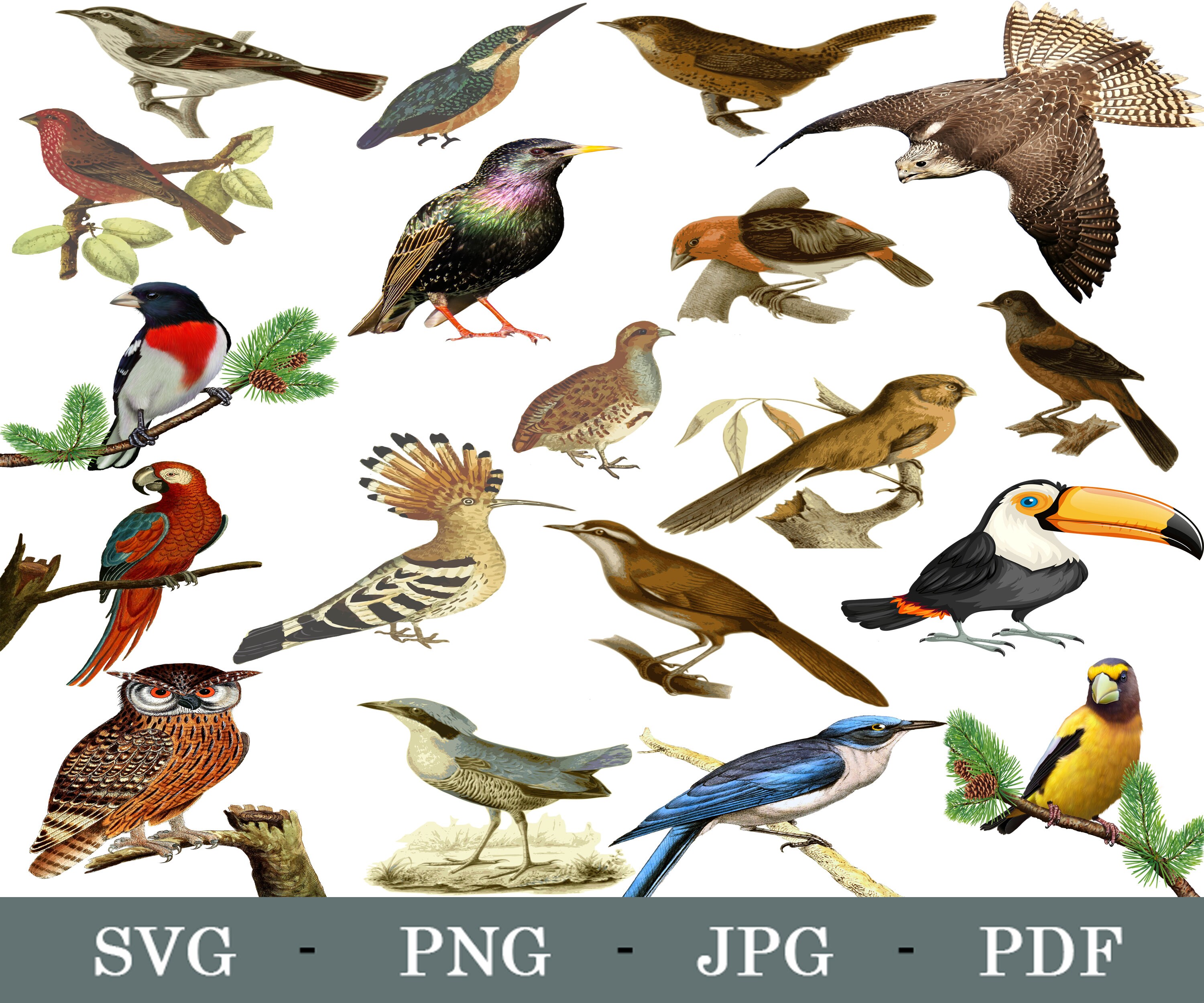 Bird Design SVG, Bird Watcher SVG, Birthday Gifts for Birds Lovers SVG ...