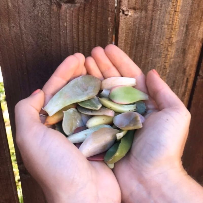 Crested Cactus - Etsy